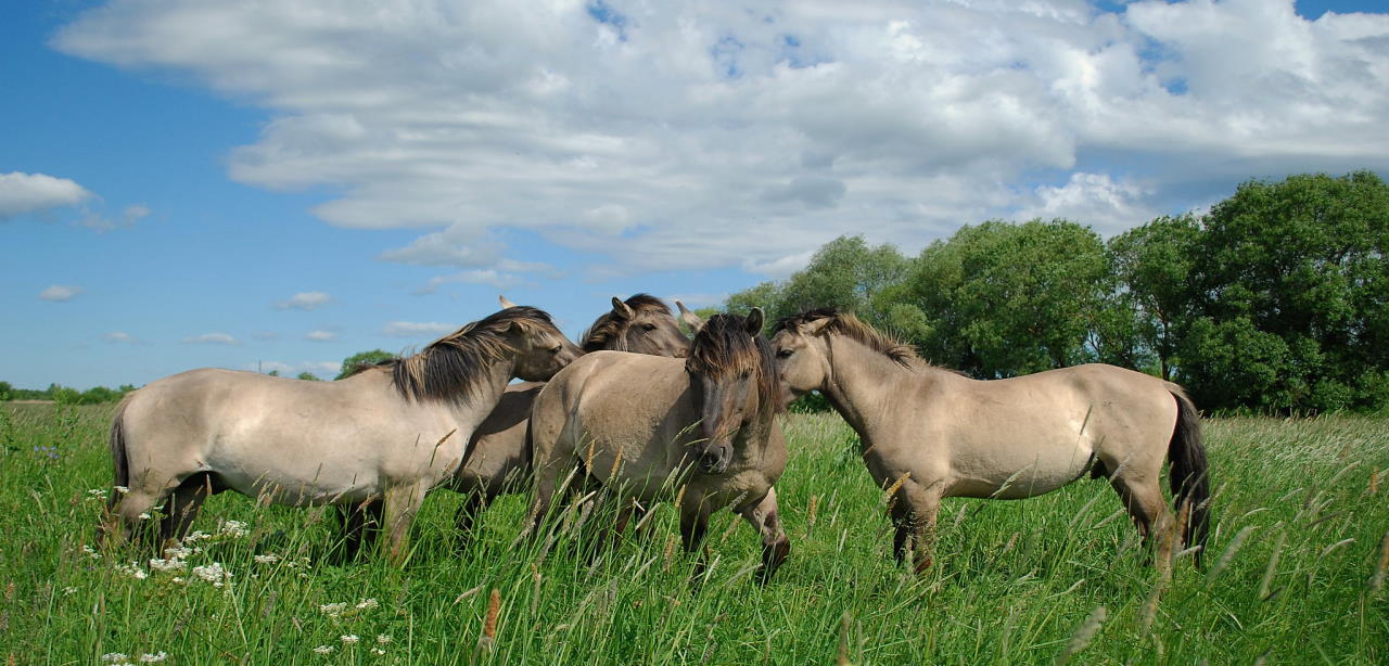 Jelgava | Latvia Travel