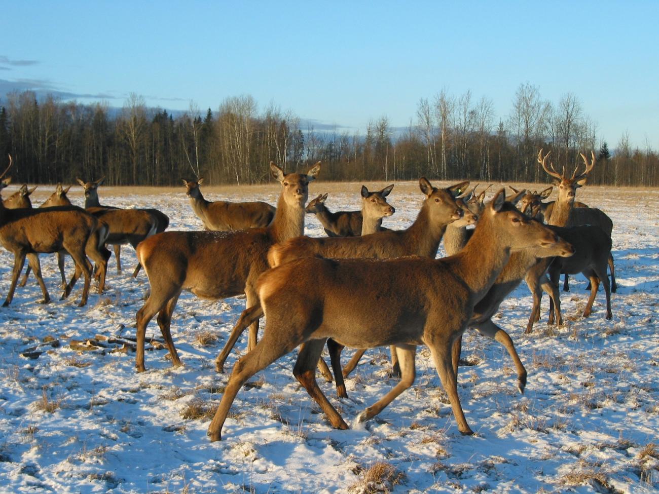 Briežu dārzs "Jasmīni" | latvia.travel