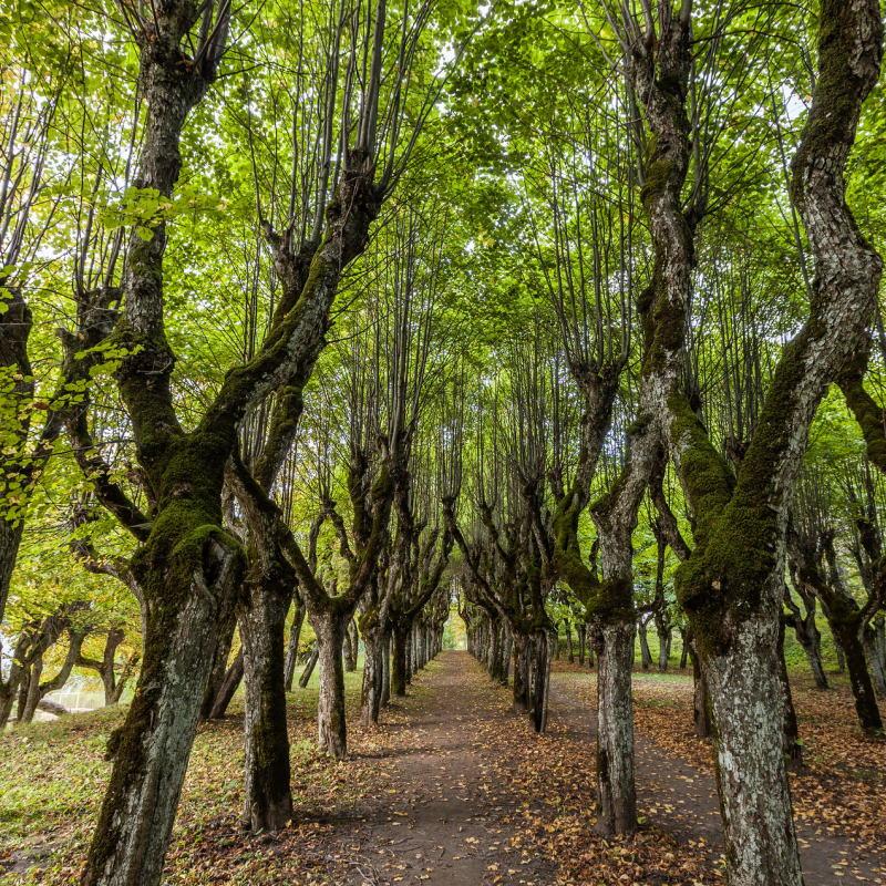 Zelta rudens Latvijā | latvia.travel
