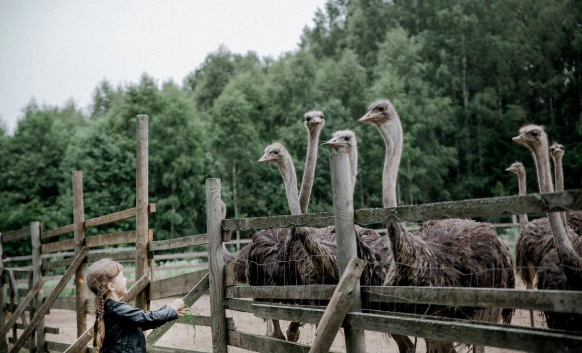 Zoodārzi un fermas | latvia.travel