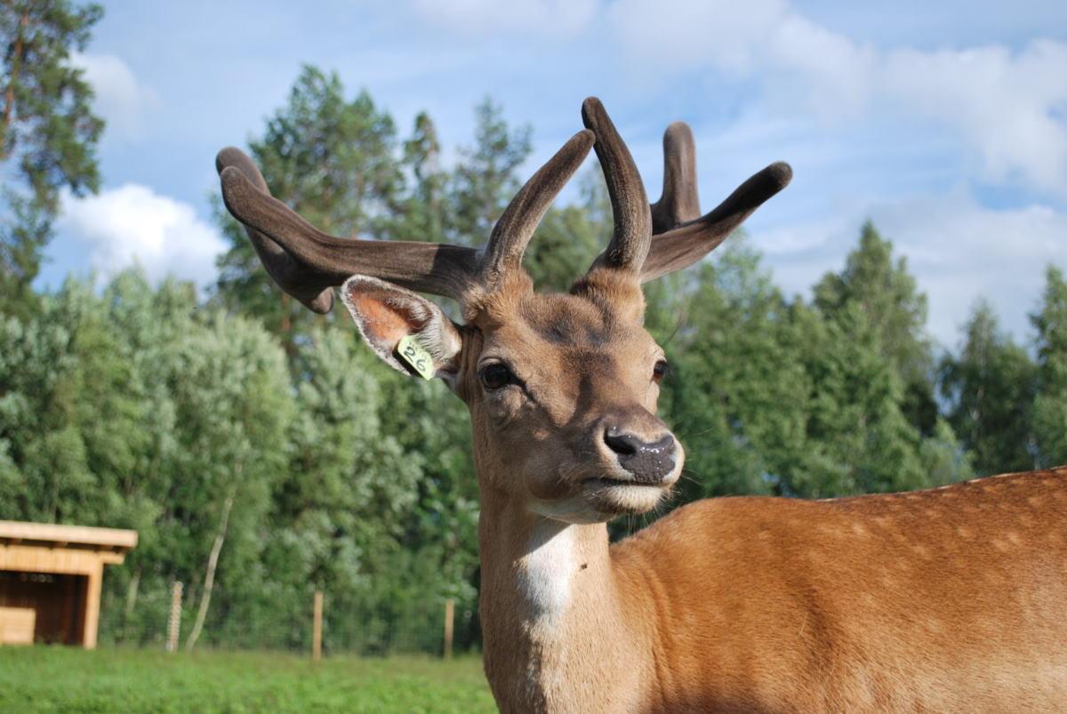 Zoologijos sodai ir fermos | latvia.travel