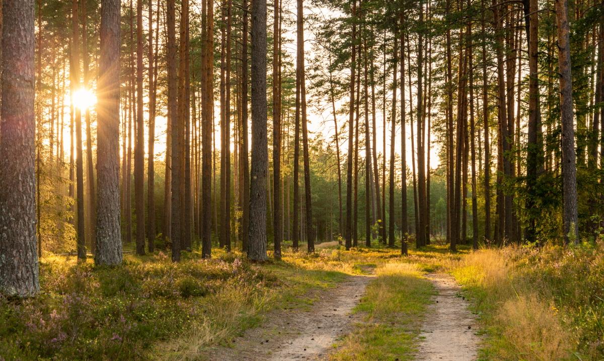 Transportlīdzekļu noma Latvijā | latvia.travel