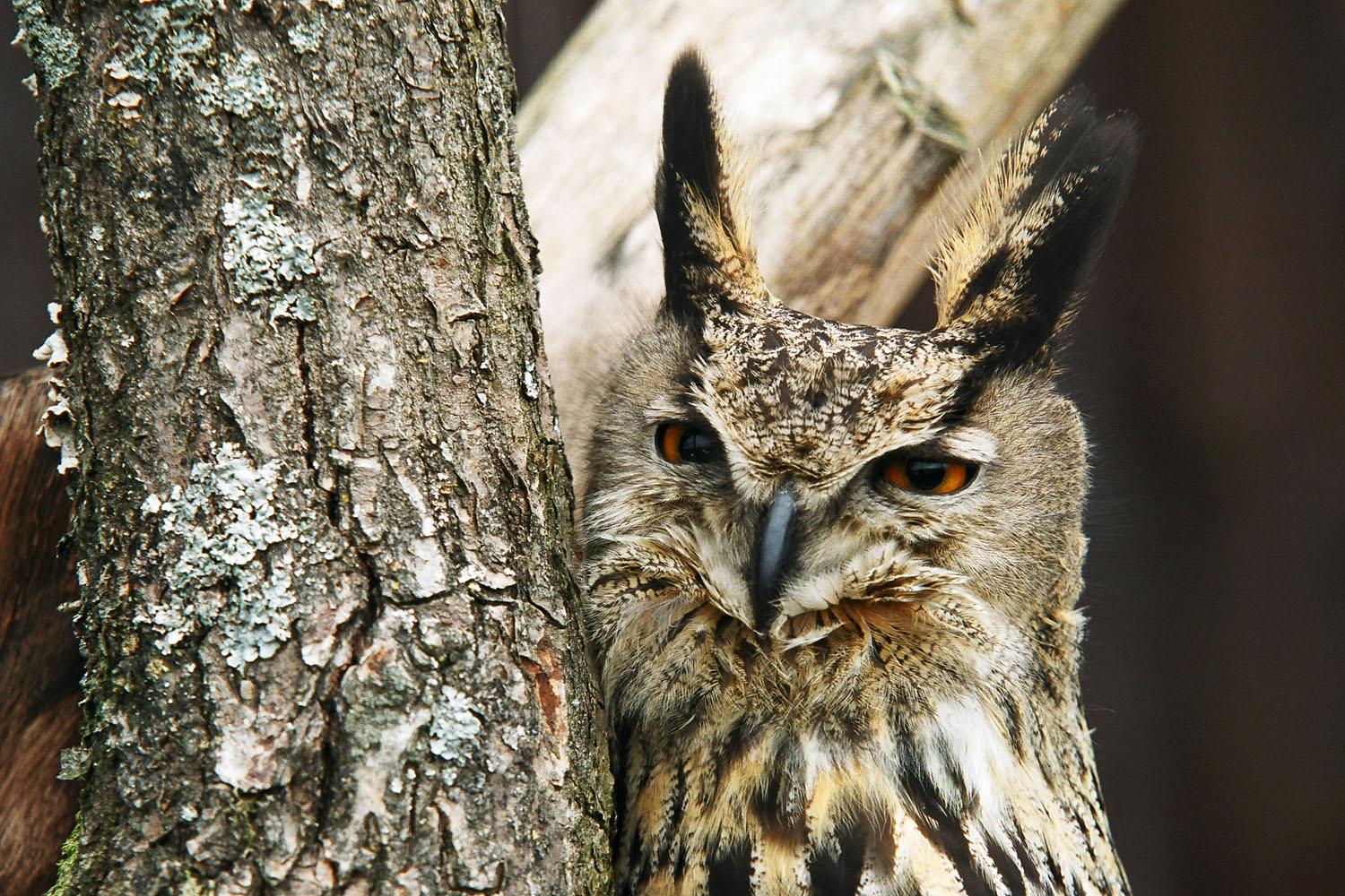 Riga Zoo affiliate "Cīruļi” | latvia.travel