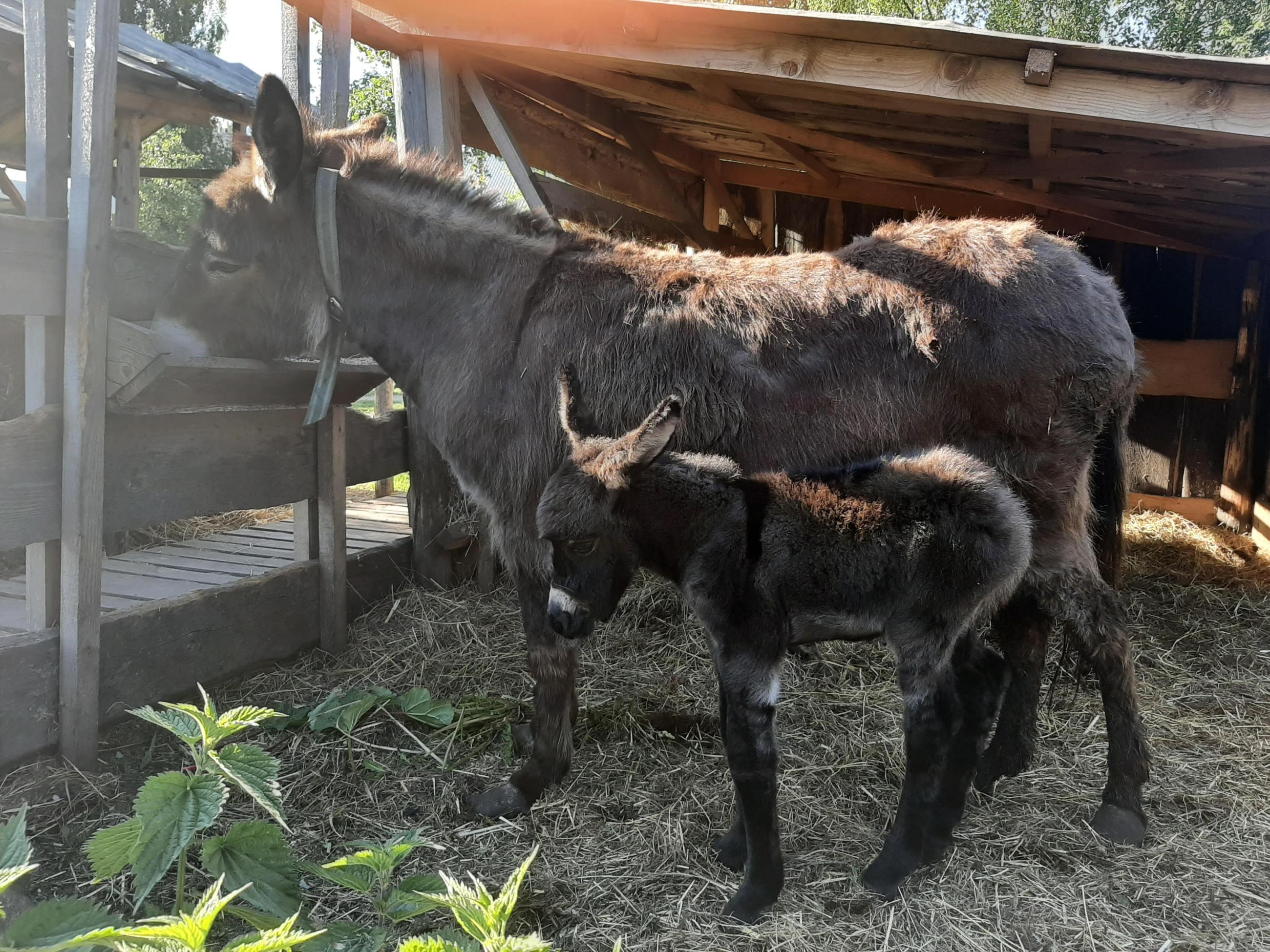 Mini Zoo "Buki" | latvia.travel