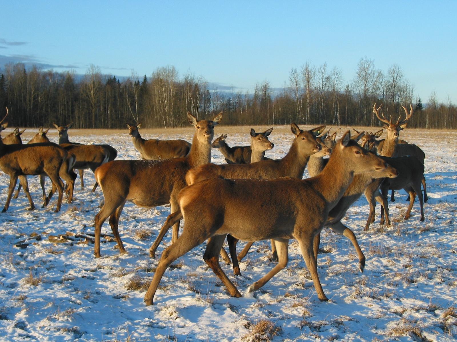 Briežu dārzs "Jasmīni" | latvia.travel