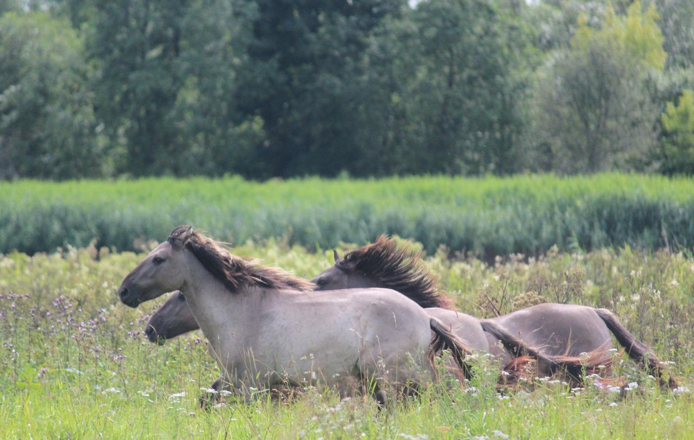 Lielupe floodland meadows | latvia.travel
