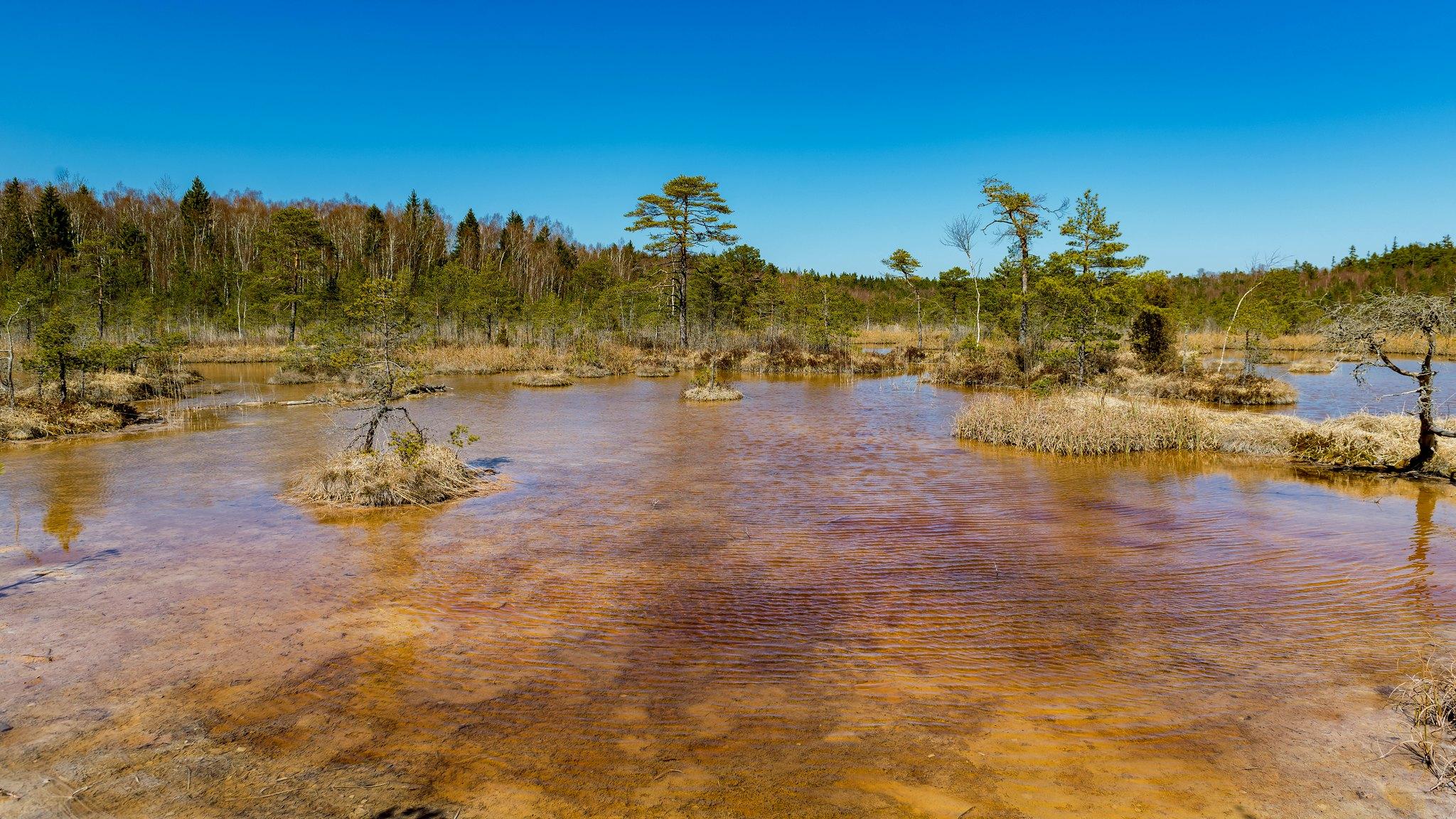 Raganu purvs un Sēra dīķu laipa | latvia.travel