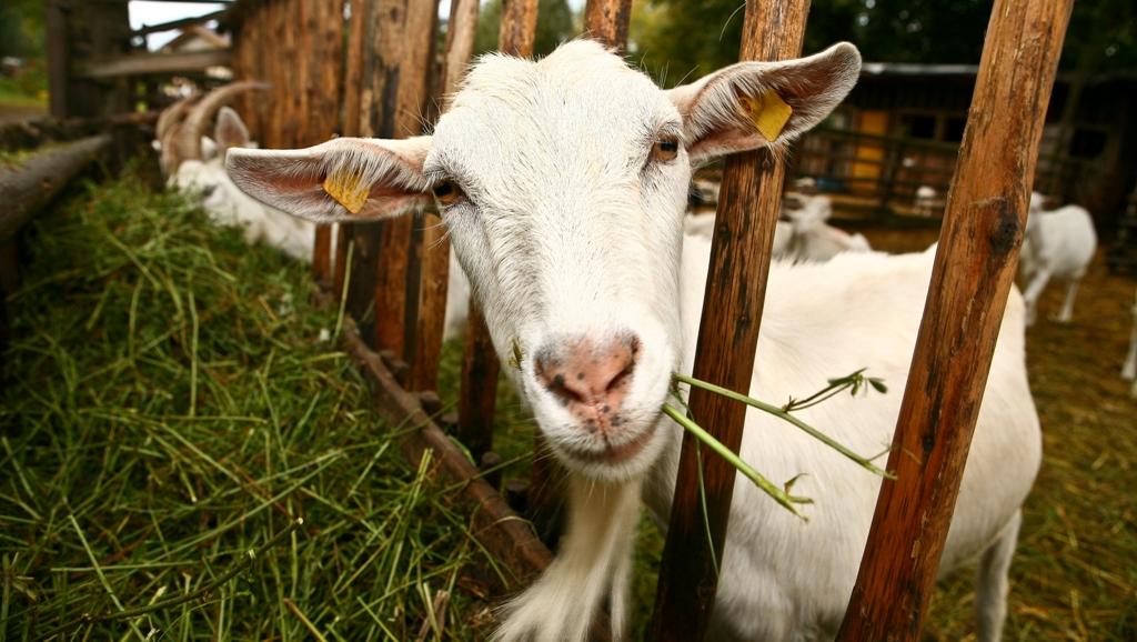 Goat Farm Līcīši | latvia.travel