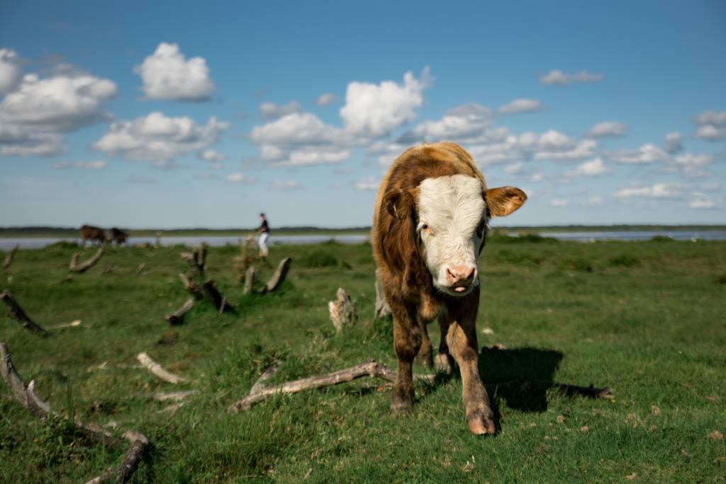 Engure lake Nature Park | latvia.travel