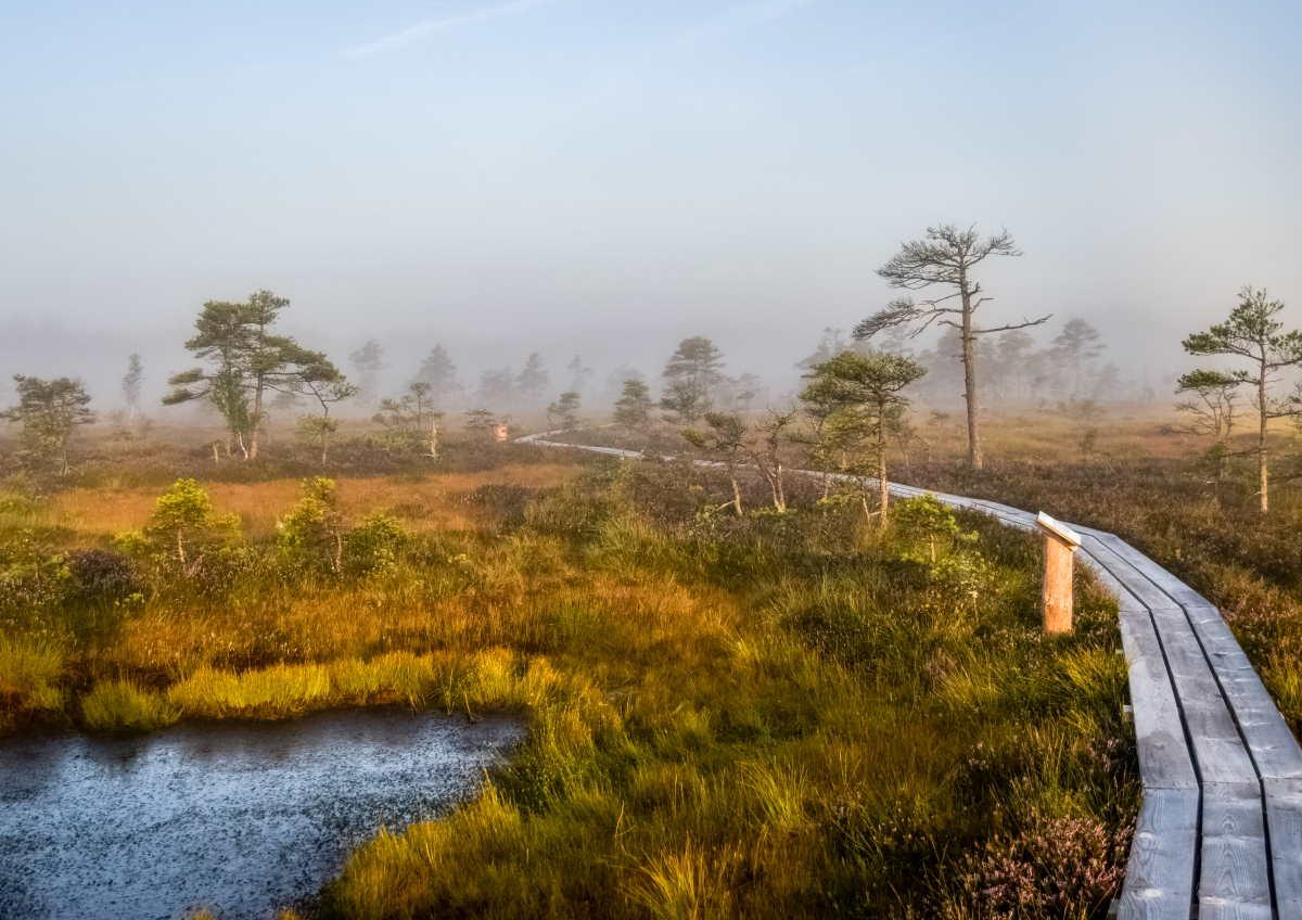 Bog trails worth visiting | latvia.travel