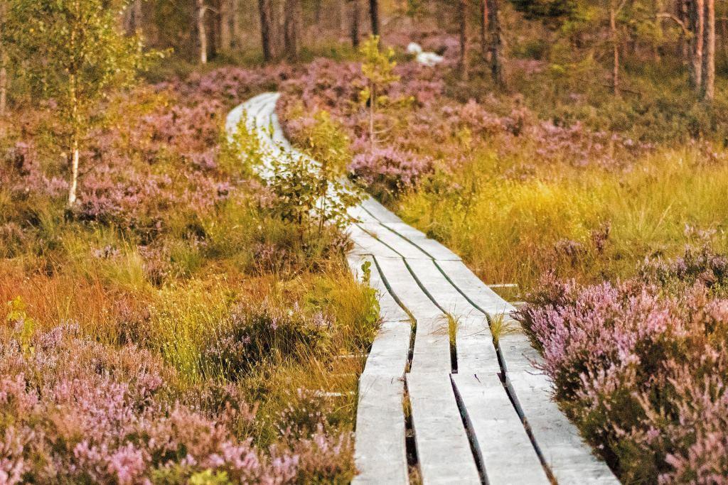 Dunikas purva taka | latvia.travel