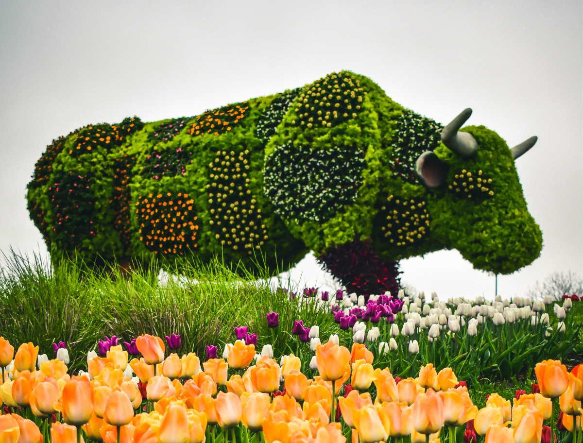 Govju parādes eksponāti | latvia.travel