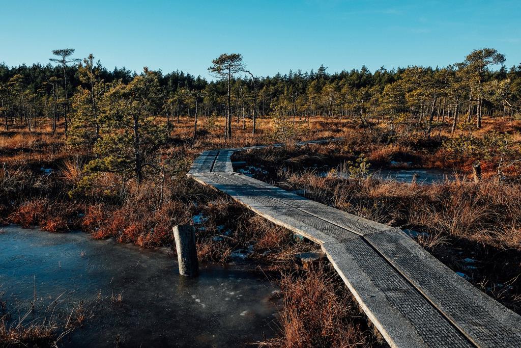 Planču purva taka | latvia.travel