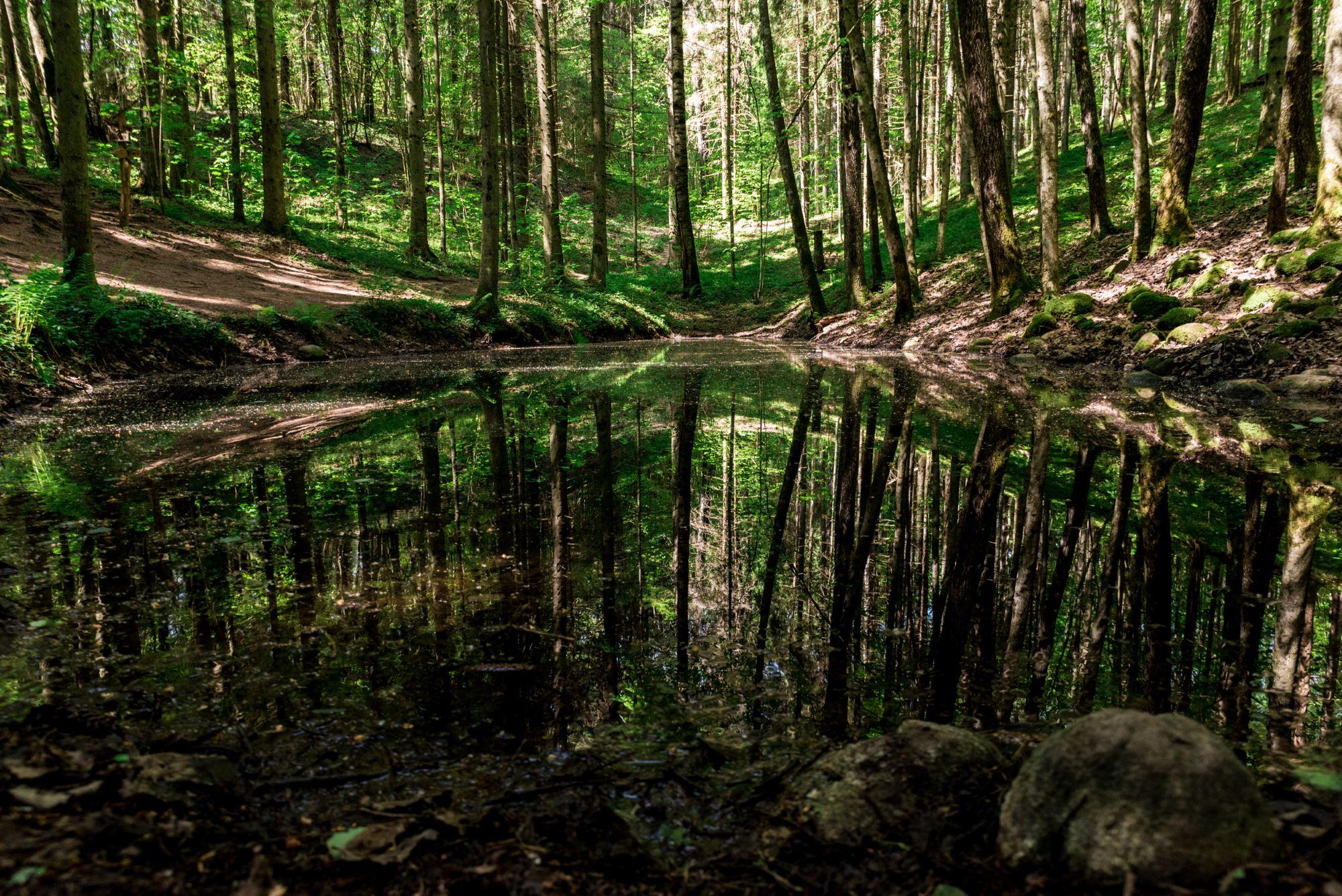 Pokaini Forest | latvia.travel