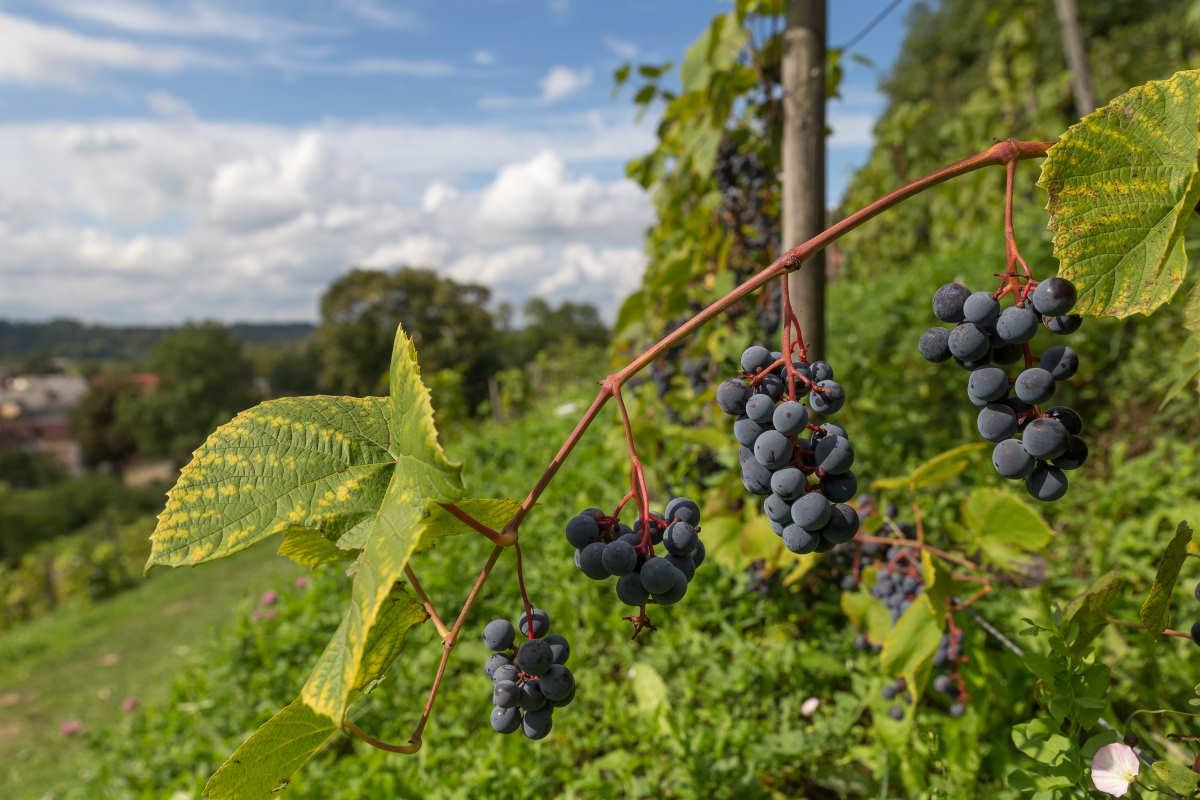 Sabile Town | latvia.travel