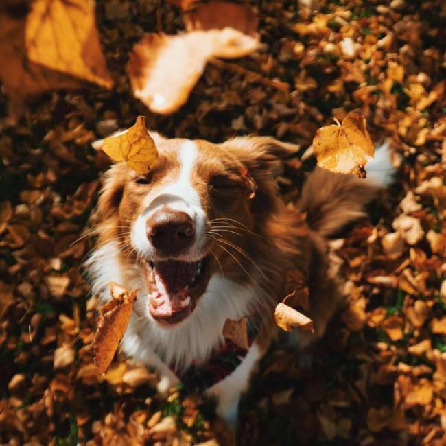 Holidays with dog | latvia.travel