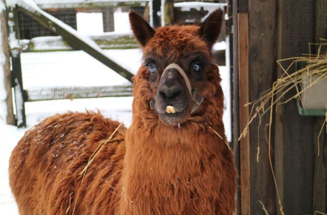 Loomaaiad ja -pargid | latvia.travel