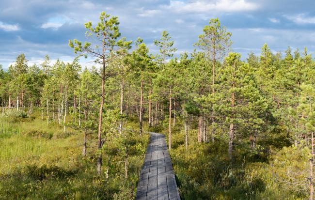 Bog trails worth visiting | latvia.travel
