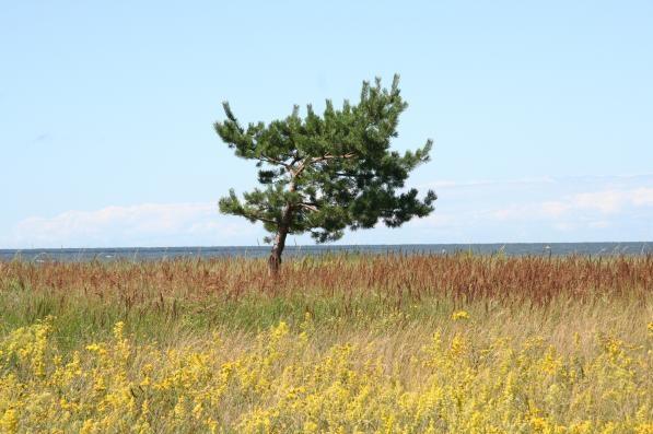 The Randu Meadows | latvia.travel