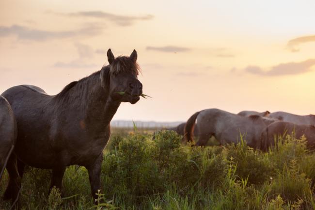 Pape Nature Park | latvia.travel