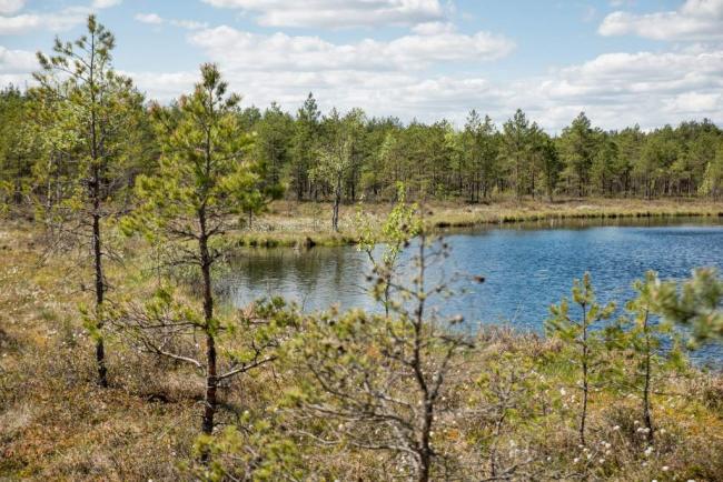 Teirumnīku purva taka | latvia.travel