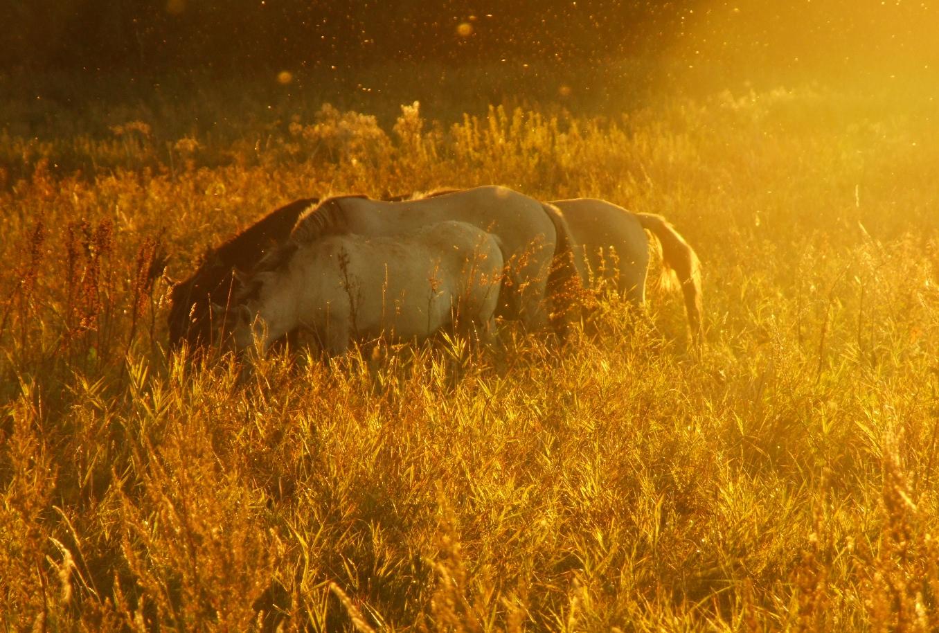 Lielupes palienes pļavas | latvia.travel