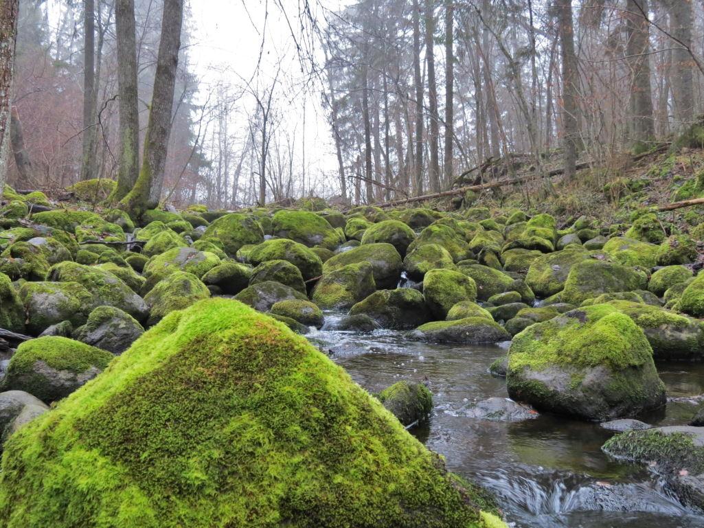 Velna grāvis uz Nāružiņas upes | latvia.travel